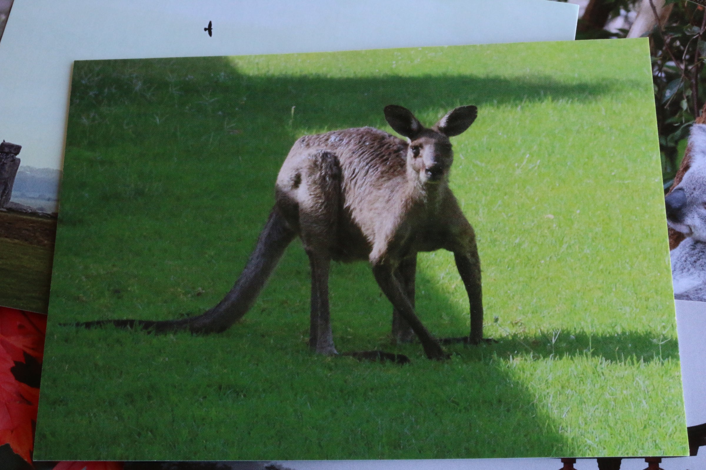 Home | Postcard Emporium